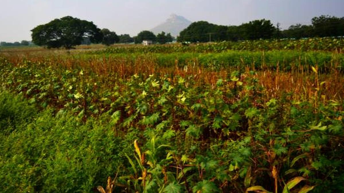 Rainbow cropping provides assured income to farmers - The Hindu