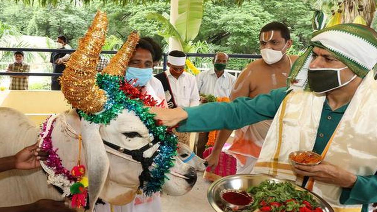 TTD’s Go Puja turns a low key affair - The Hindu