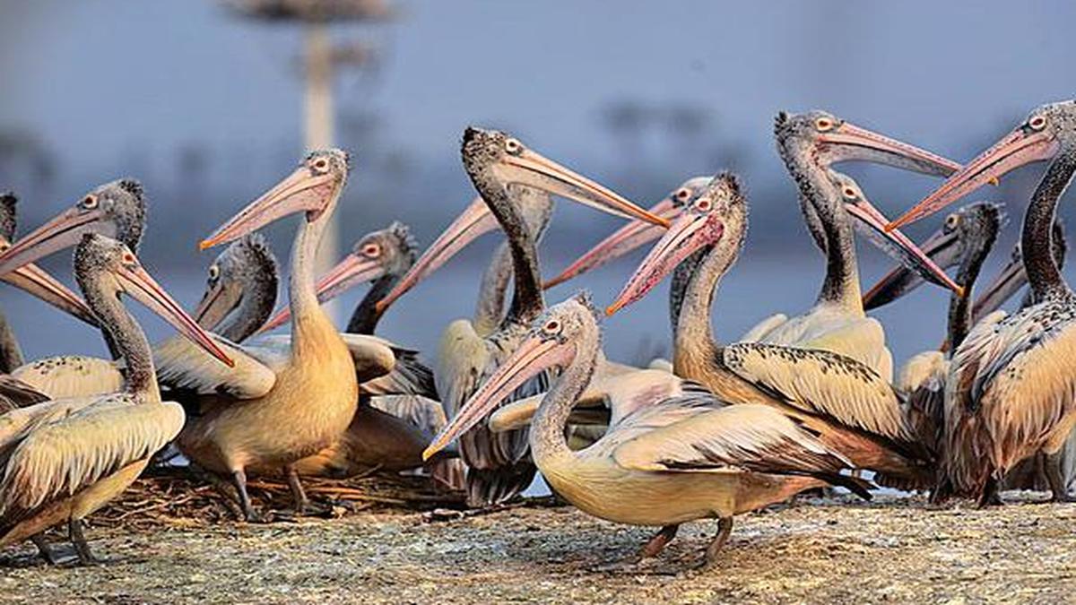 Measures on to protect migratory birds at Kolleru - The Hindu