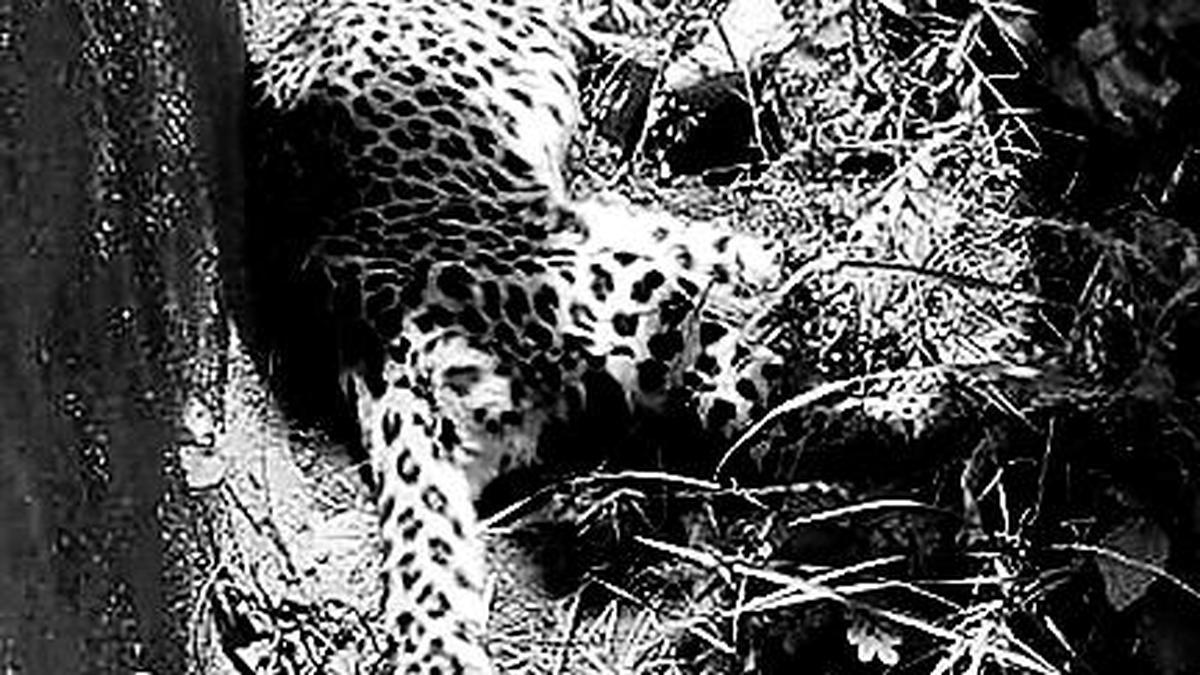 Leopard cub strays out of forest, dies of thirst - The Hindu