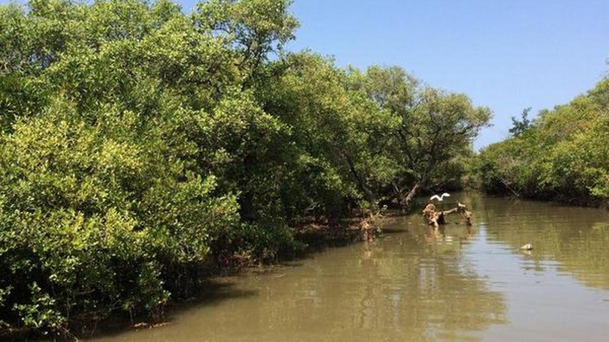 Heritage site status for Coringa mangroves likely - The Hindu