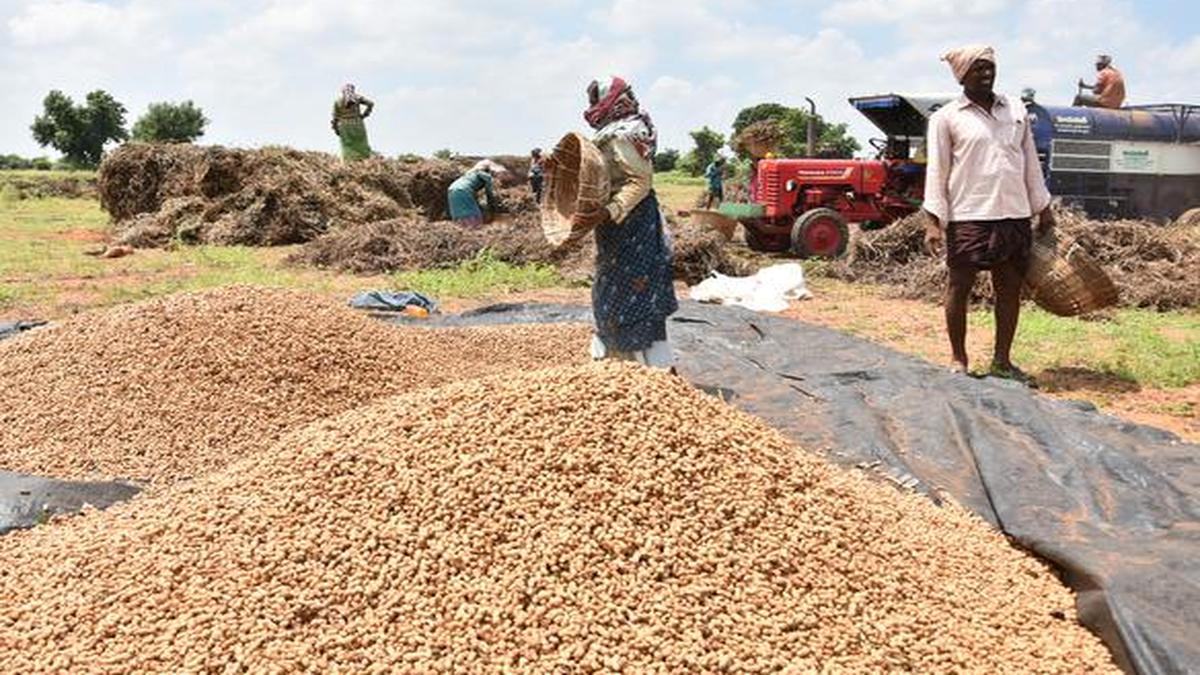 Rising production cost takes a toll on groundnut crop - The Hindu