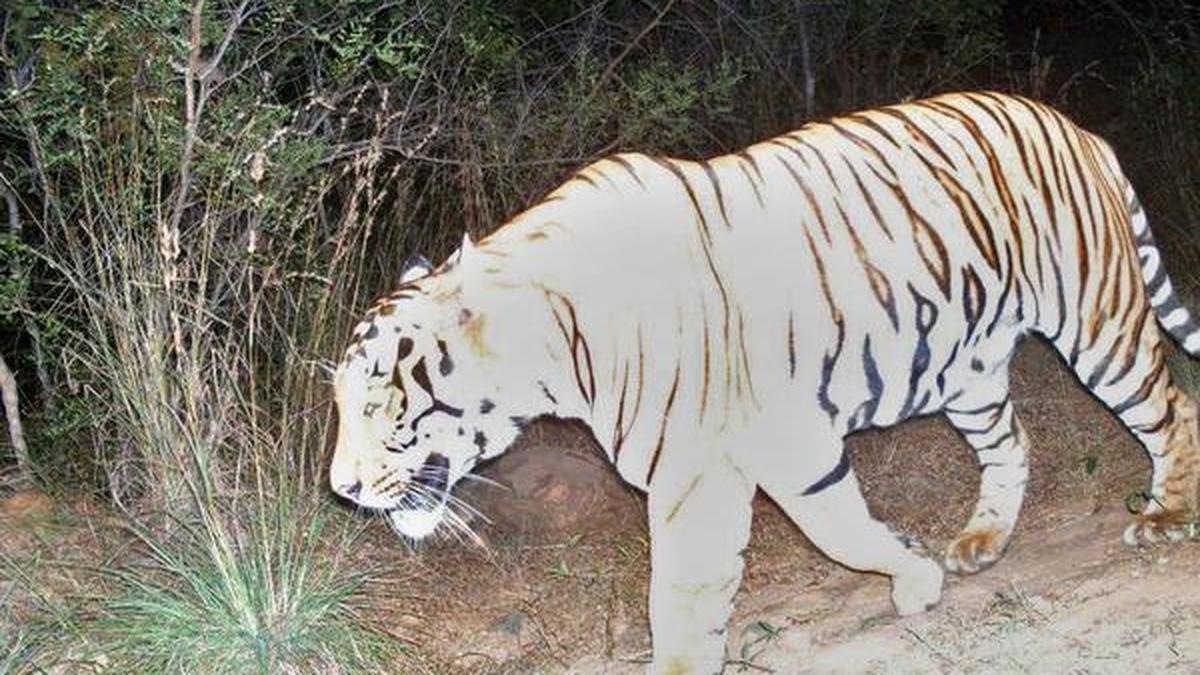 Seshachalam Hills to have tigers soon - The Hindu