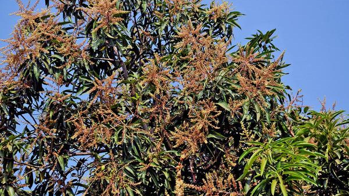 Heavy mango flowering attracts pests - The Hindu