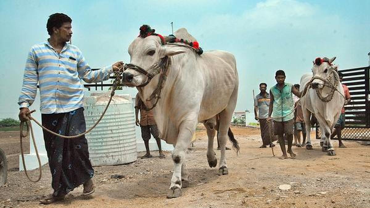 Breeders bet on Ongole bulls - The Hindu