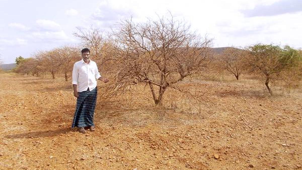 Dry orchards add to A.P. farmers’ woes - The Hindu