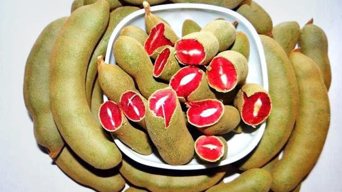 High-yielding variety of tamarind identified - The Hindu