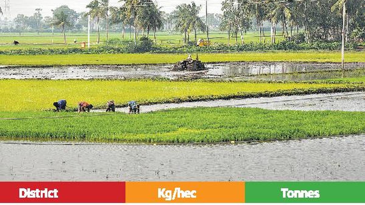 98% sowing in Krishna delta against 89% in State - The Hindu