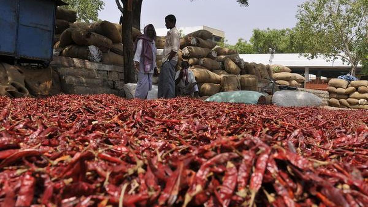 After long wait, chilli farmers have a reason to be cheerful - The Hindu