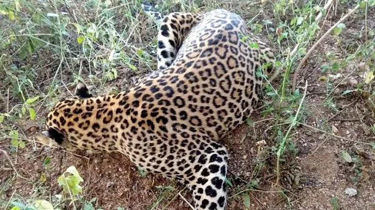Leopard attacks farmer, captured - The Hindu
