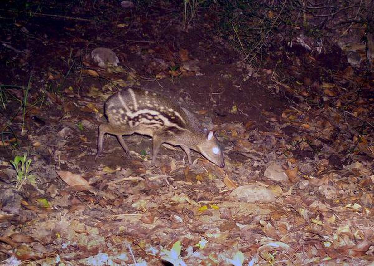 Indian Mouse Deer