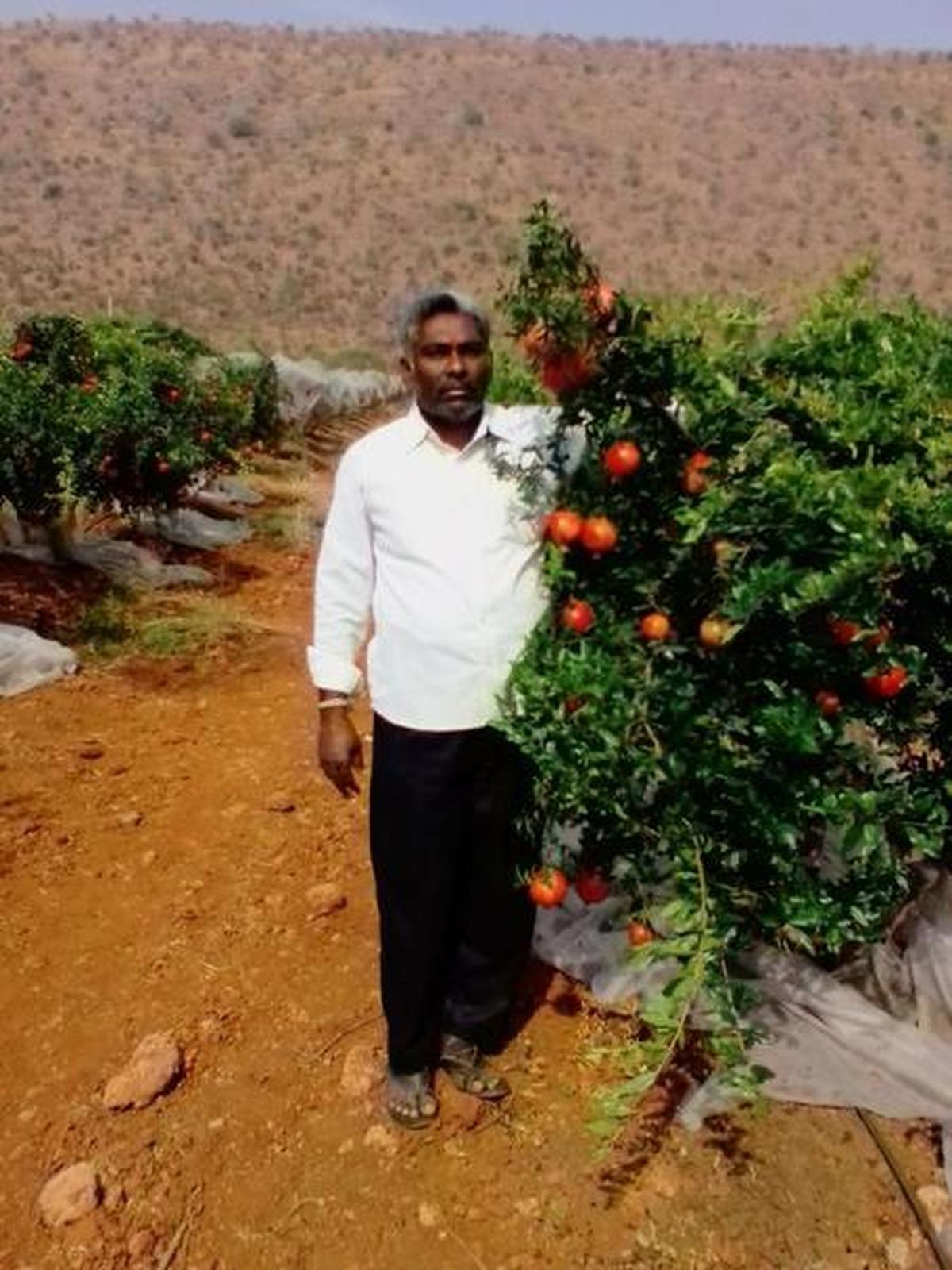 Dry land farming helps farmer survive drought conditions - The Hindu