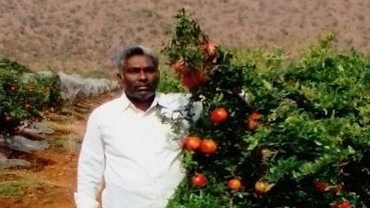 Dry land farming helps farmer survive drought conditions - The Hindu