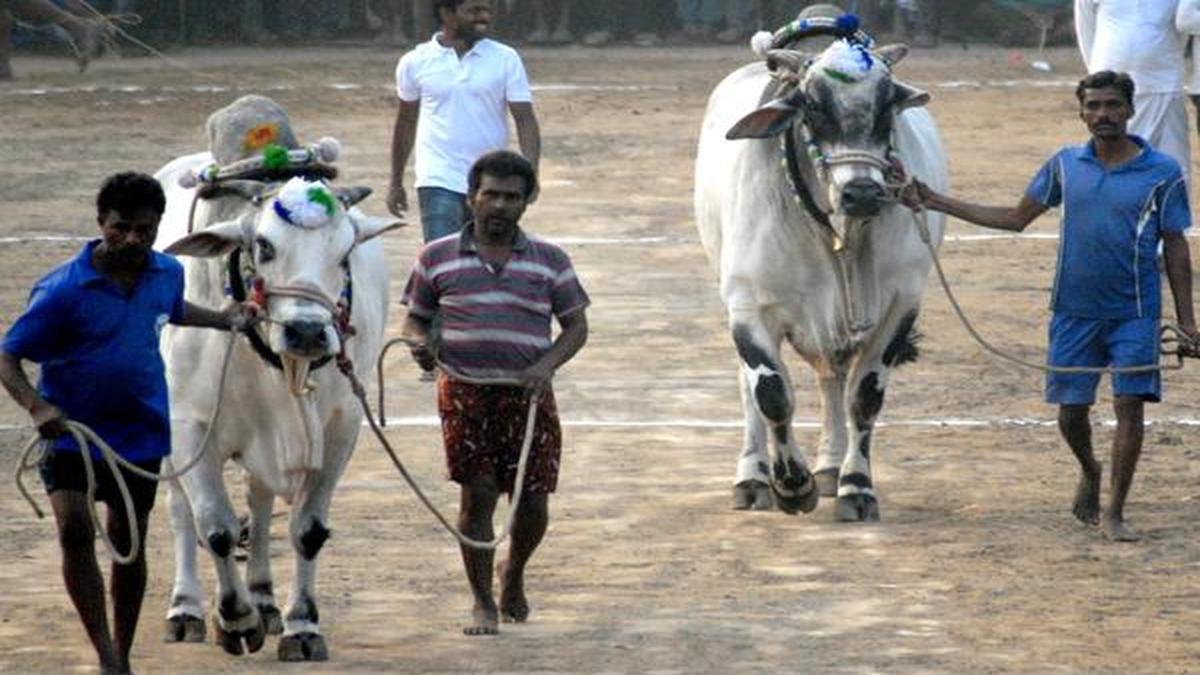 COVID surge puts bull trainers in tough spot - The Hindu