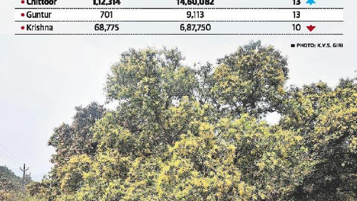 Mango orchards in full bloom across Andhra Pradesh - The Hindu