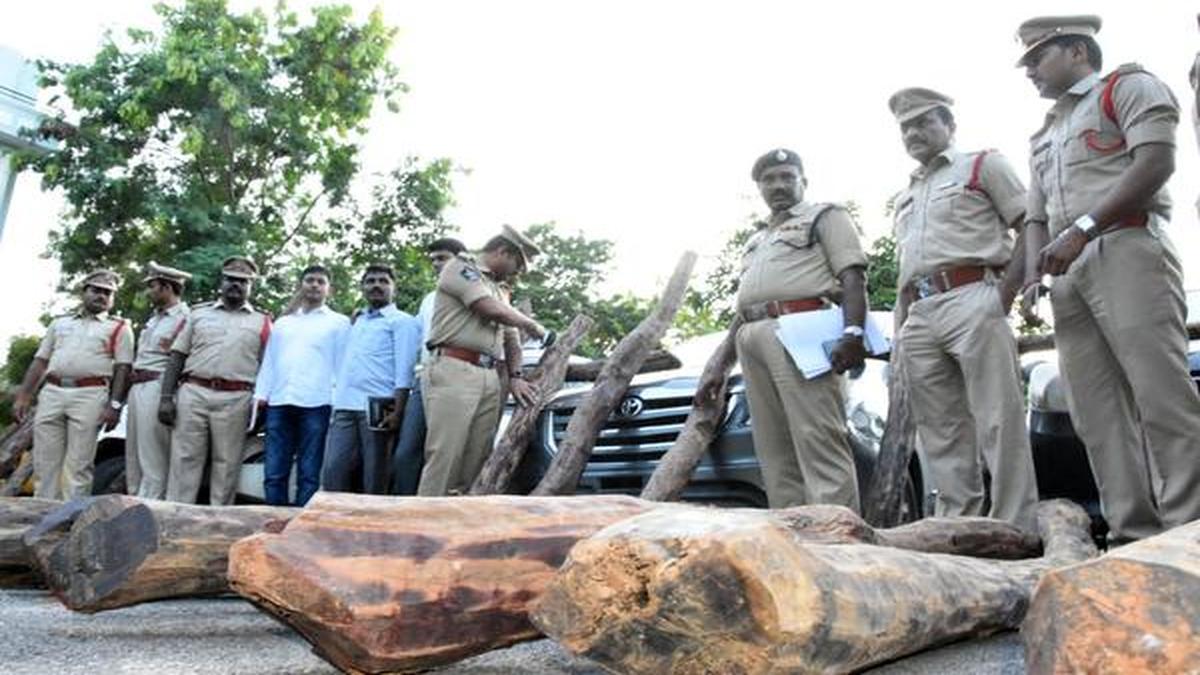 Red sanders, sandra logs seized, 27 held - The Hindu