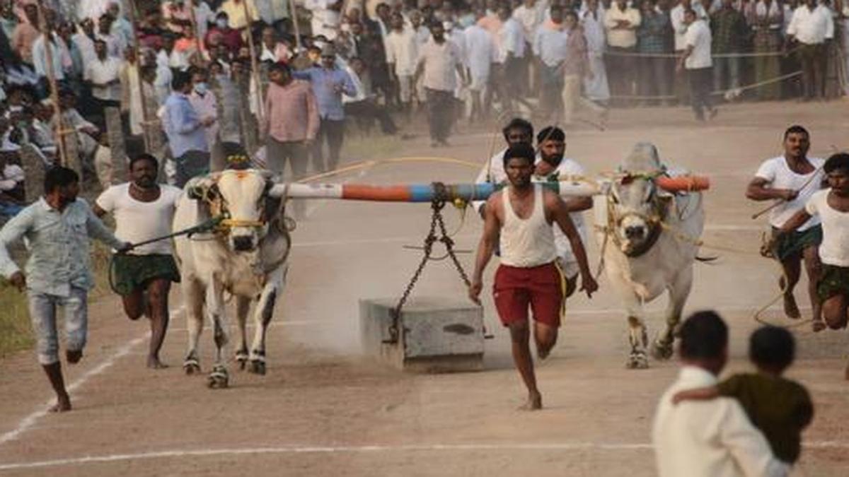 Ongole bulls steal the show at Kanuma celebrations - The Hindu