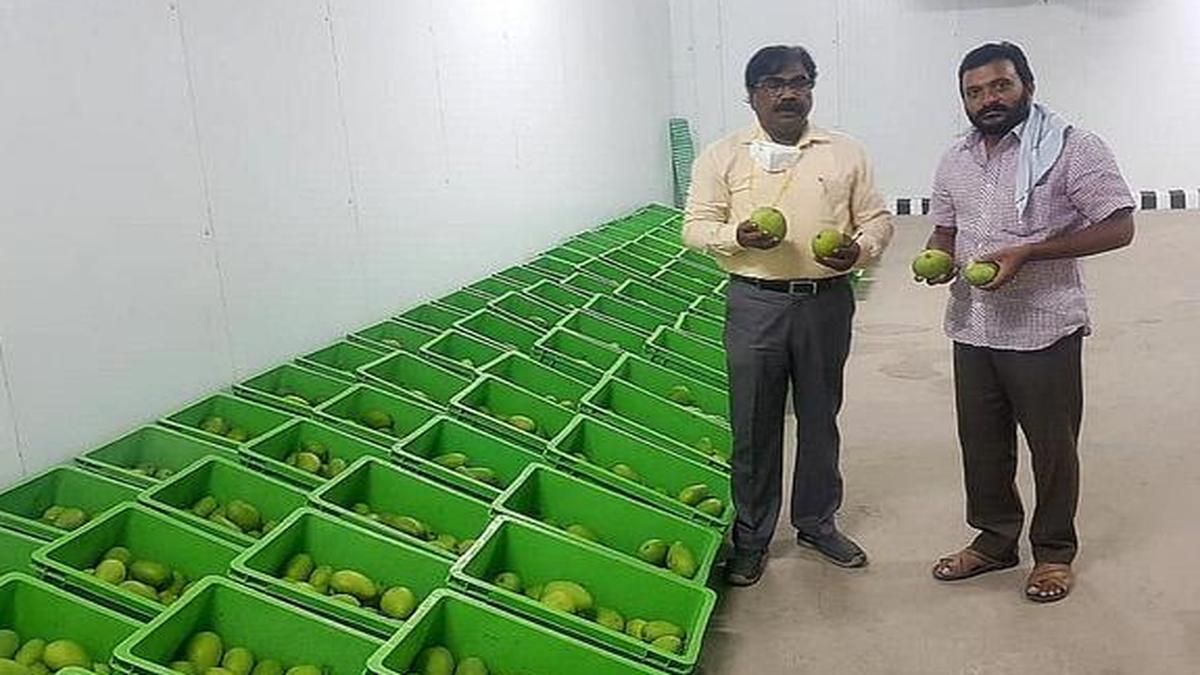 Lack of migrant workers puts mango traders in a dilemma - The Hindu