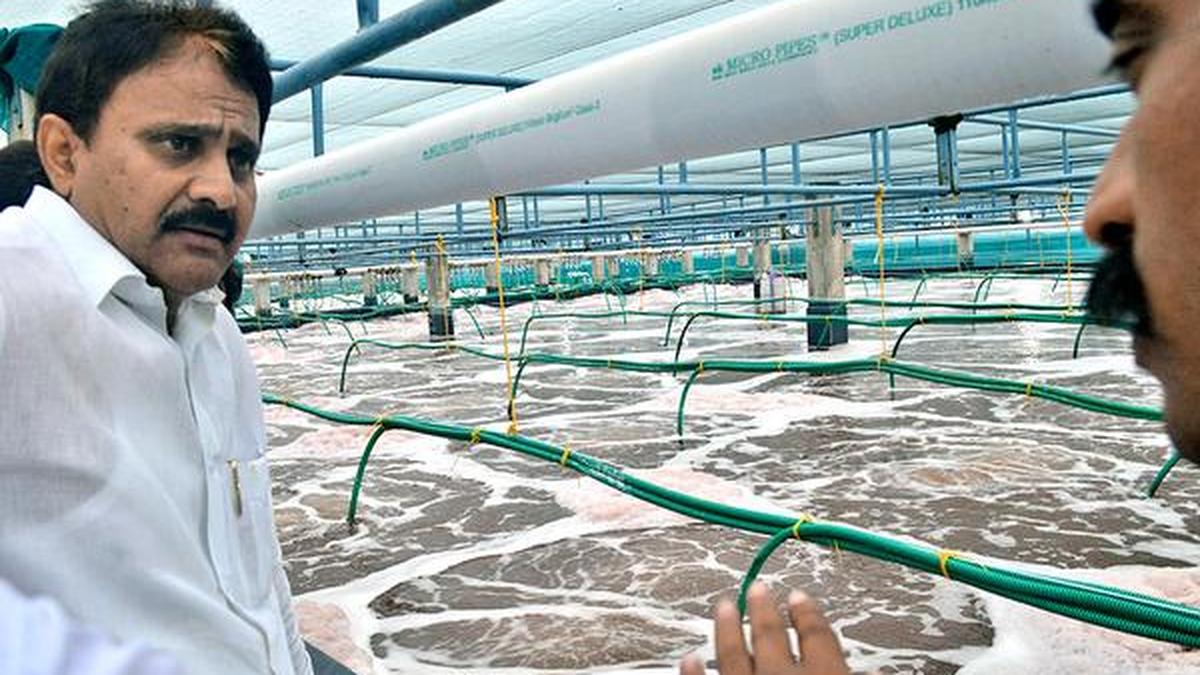 Govt. to encourage Indian pompano cultivation - The Hindu