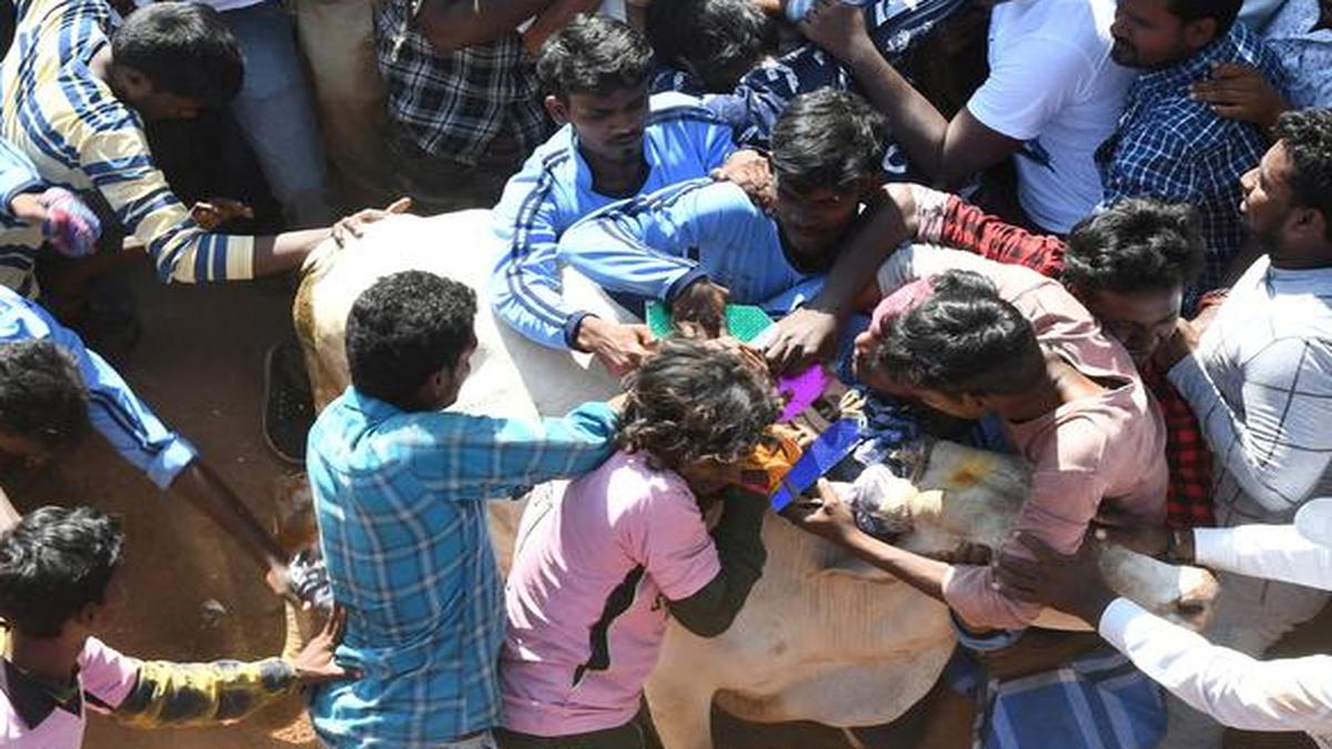 ‘Pasuvula Panduga’ observed with fervour - The Hindu