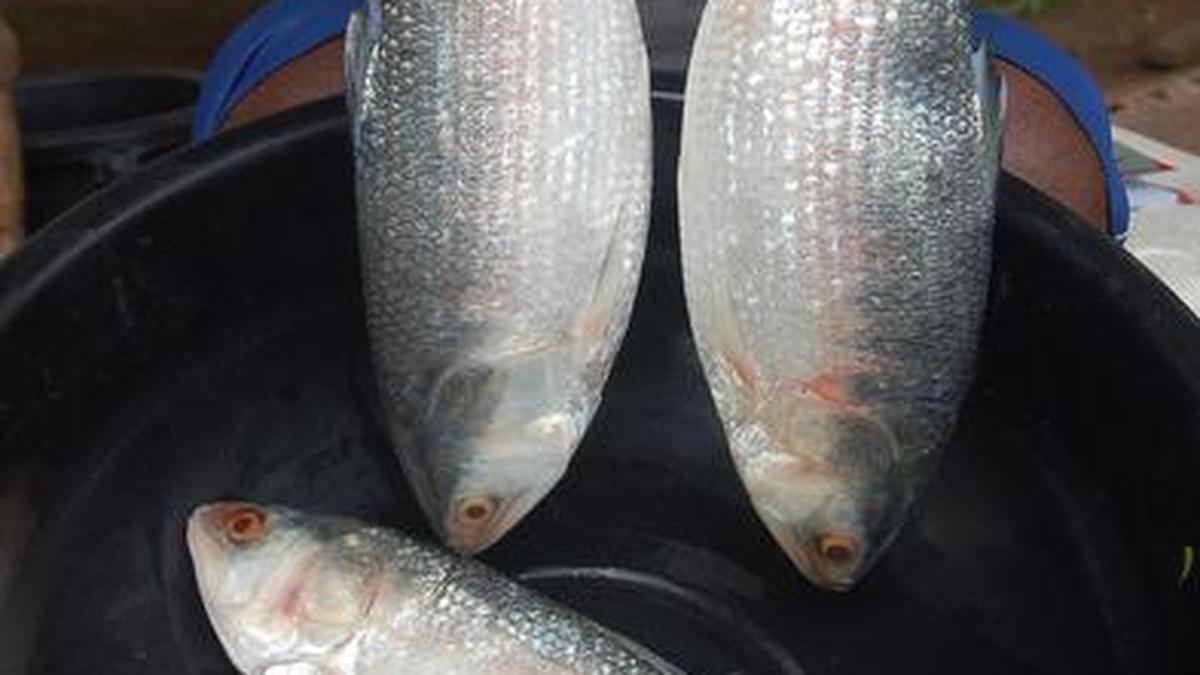 Lack of demand removes Pulasa off the menu - The Hindu