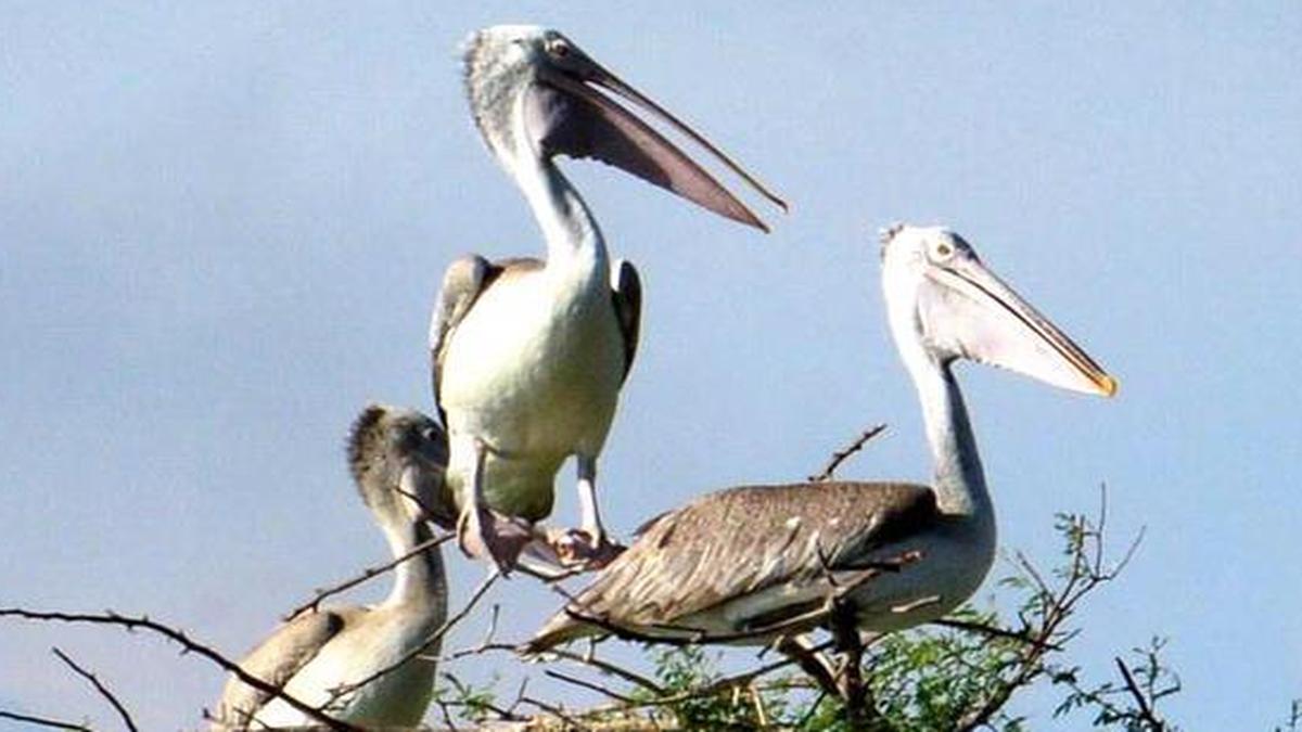 Birds stay put despite end of breeding season in Kolleru lake - The Hindu