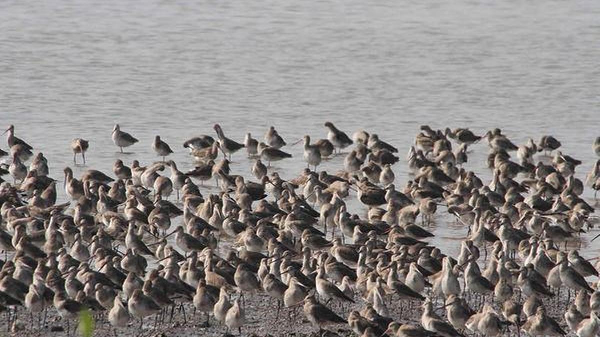 Asian Waterbird Census commences in A.P. - The Hindu