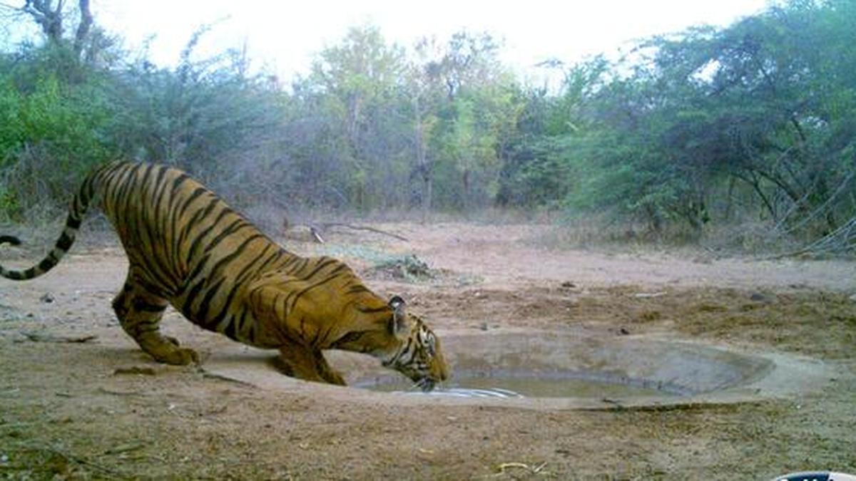 23 tigers spotted in Gundla Brahmeswaram Sanctuary - The Hindu