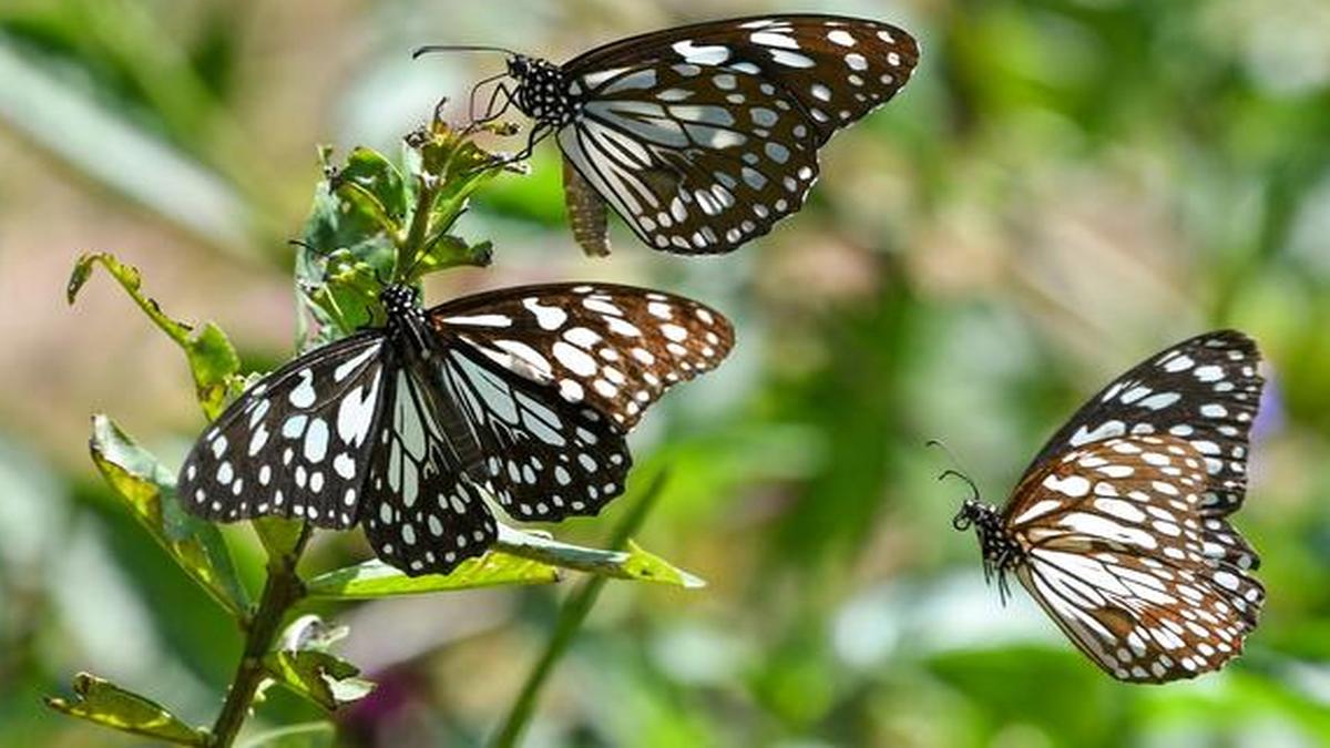 Rallying for the key pollinators - The Hindu