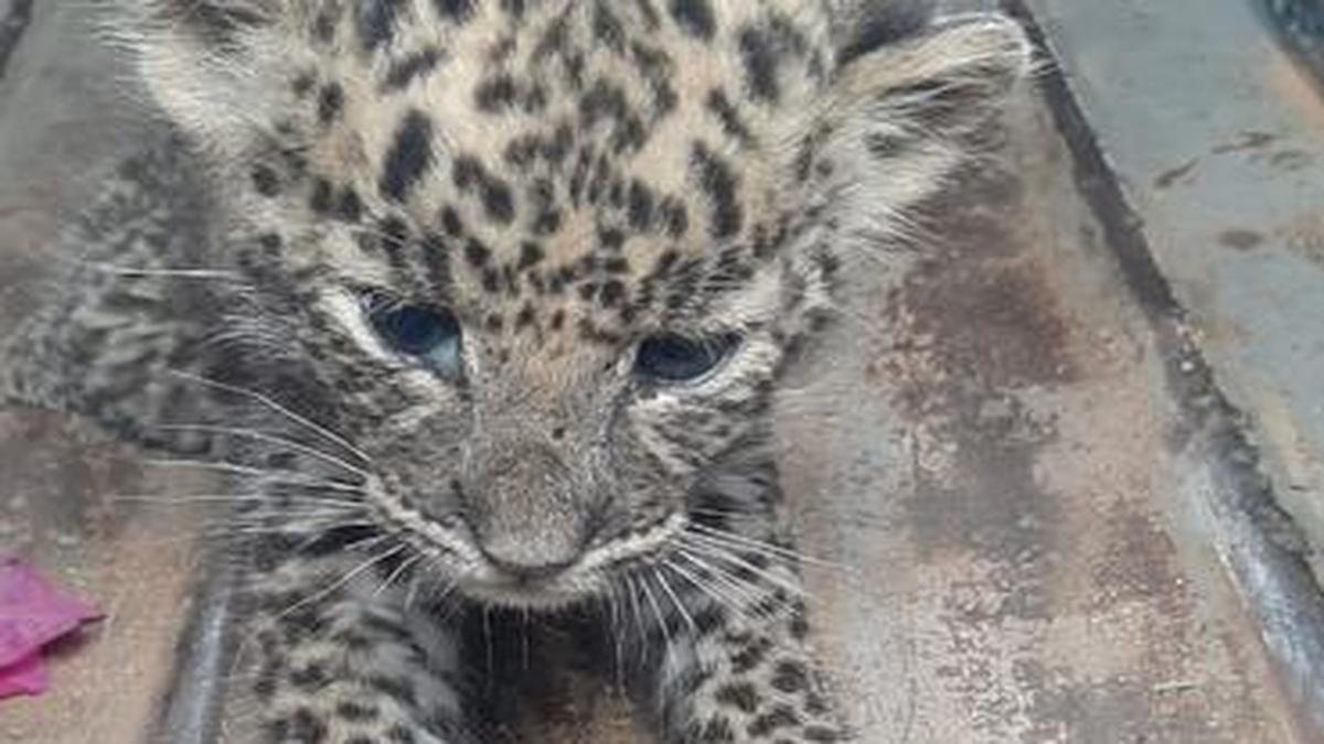 Leopard cub found in Setturu, sent to Tirupati Zoo dies on the way ...