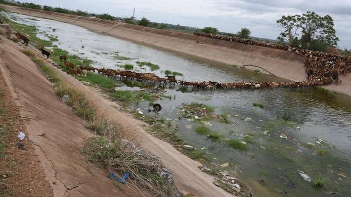 Demand for water for second crop under KC Canal mounts - The Hindu