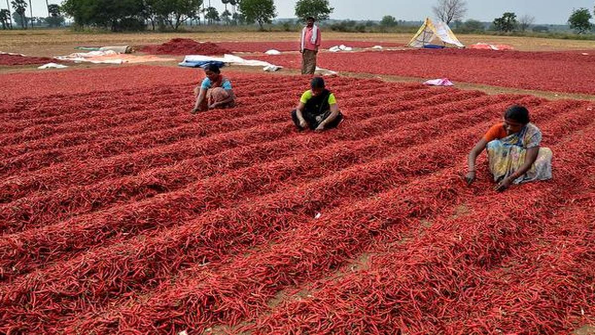 Chilli crop: 'integrated' approach reaping the benefit - The Hindu