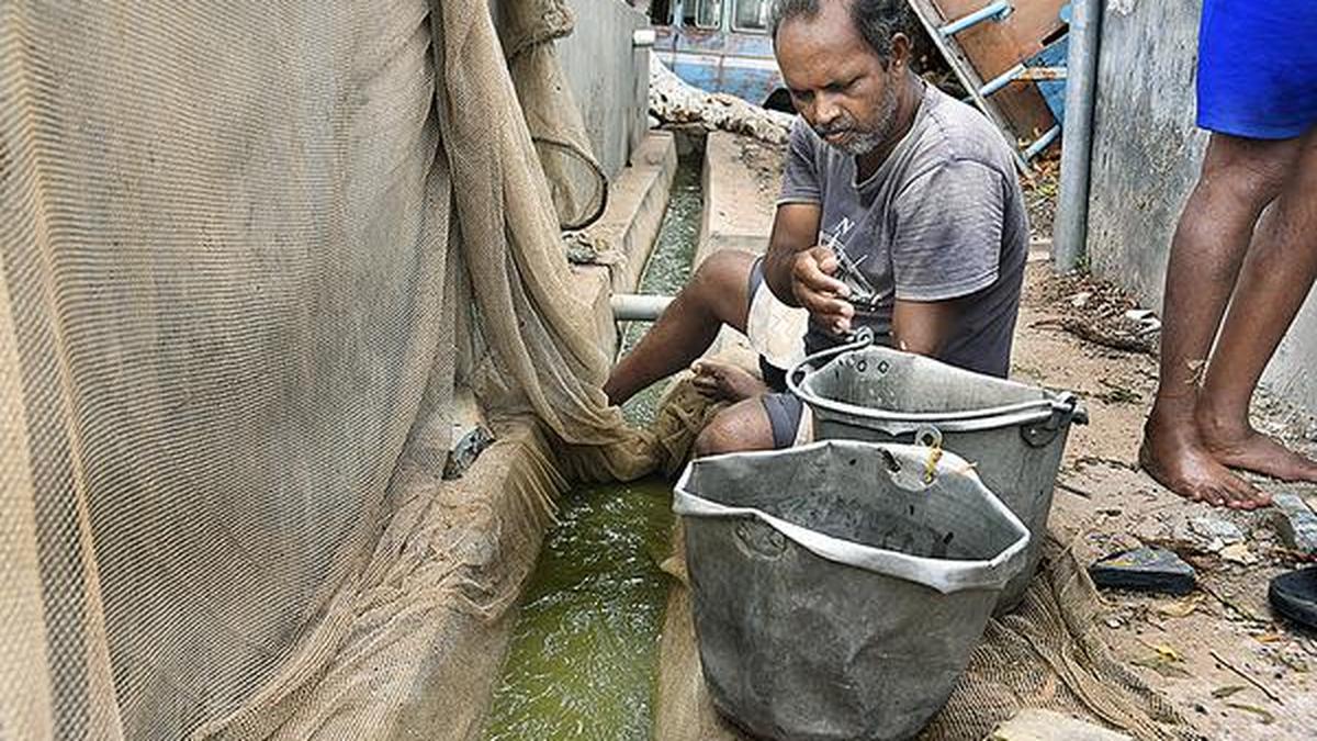 Fishing ban hits over 50,000 inland fisherfolk in Kurnool - The Hindu