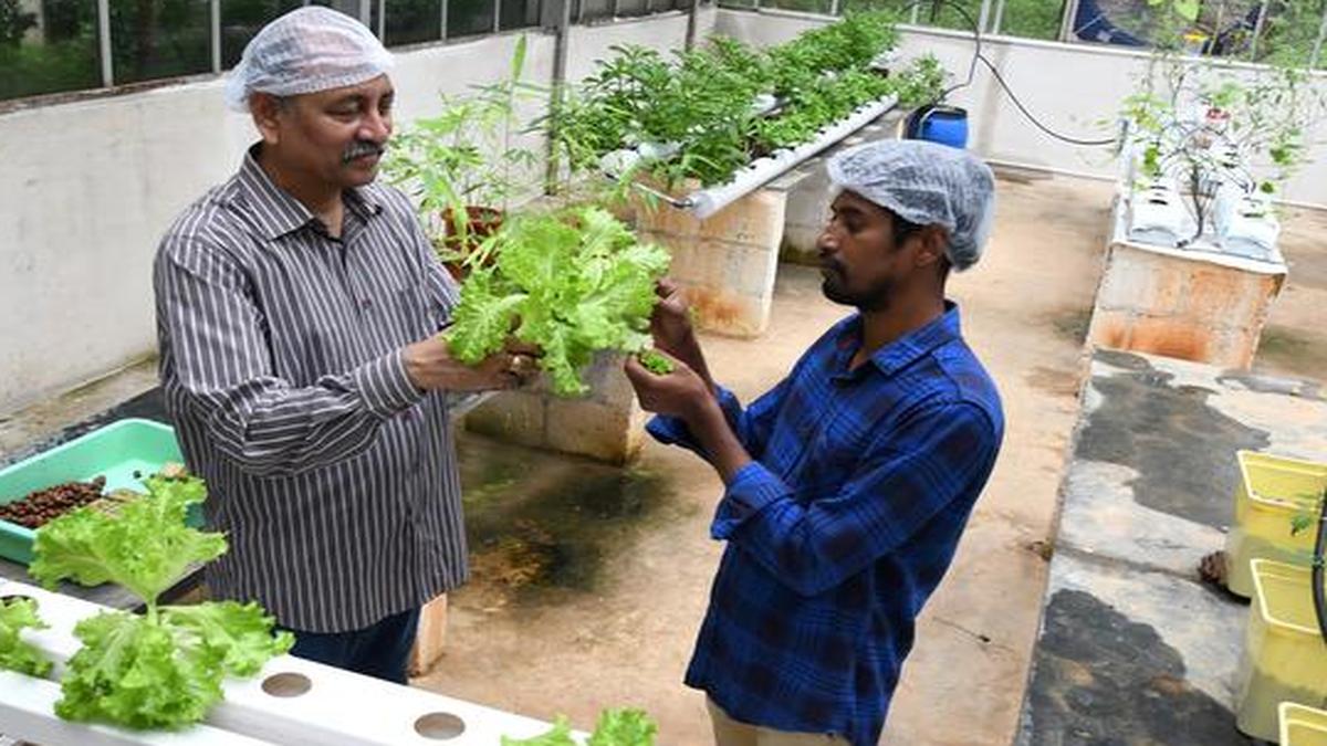 Growing custom-made crop sans soil, now possible! - The Hindu