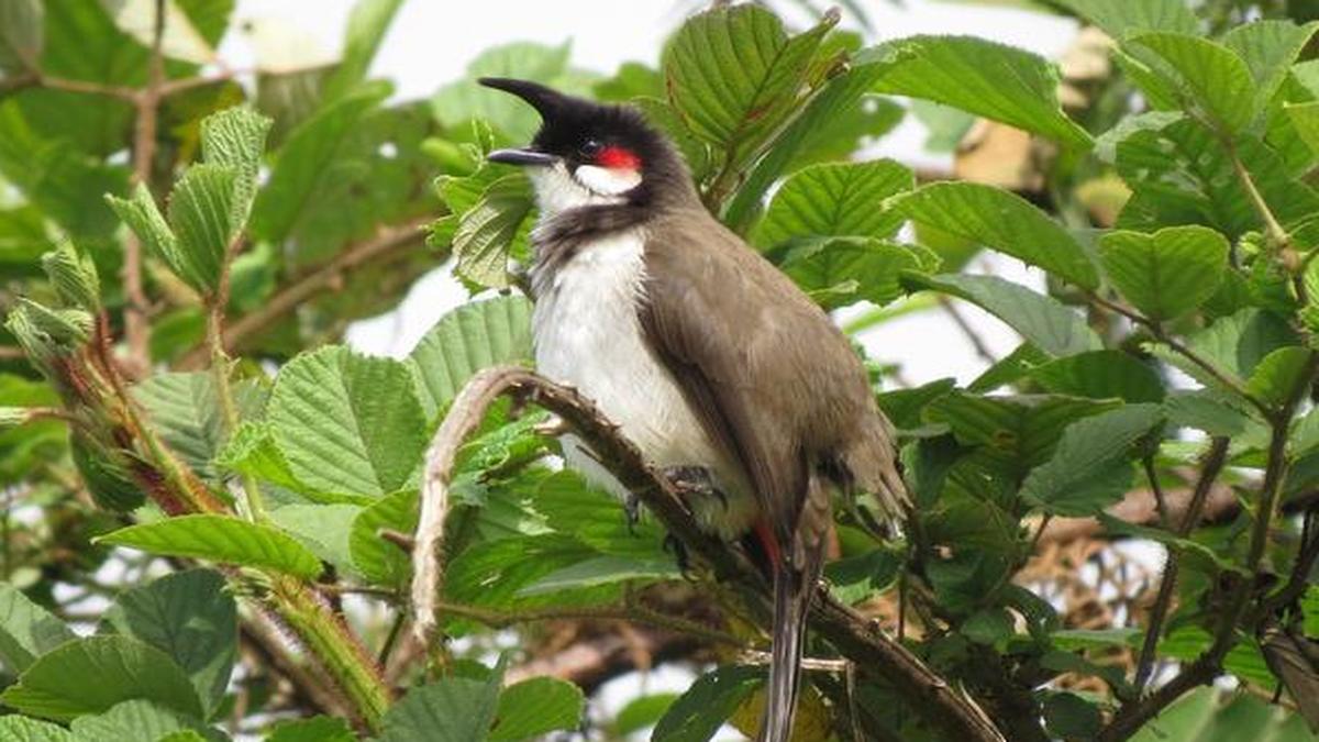 Tirupati emerges as a bulbul’s paradise! - The Hindu