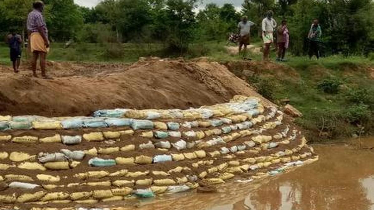 Copious rain leads to increased sowing in Chittoor district - The Hindu