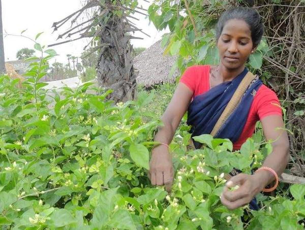 Jasmine Flower Farm In Karnataka | Best Flower Site