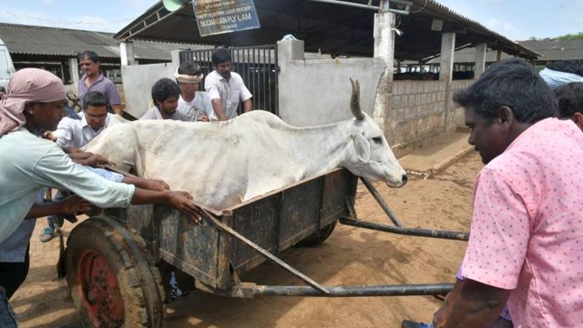 101 cows die in Andhra Pradesh shelter - The Hindu