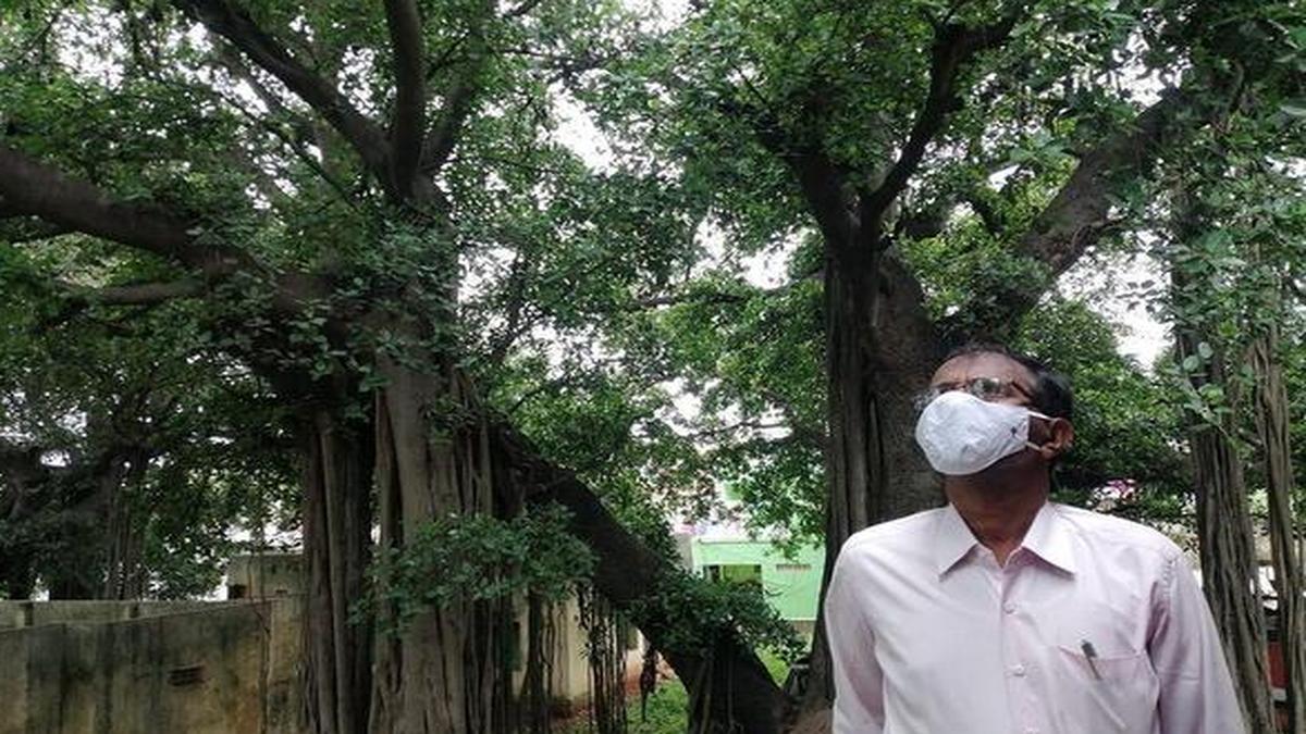 Satyavedu’s bats are here to stay - The Hindu