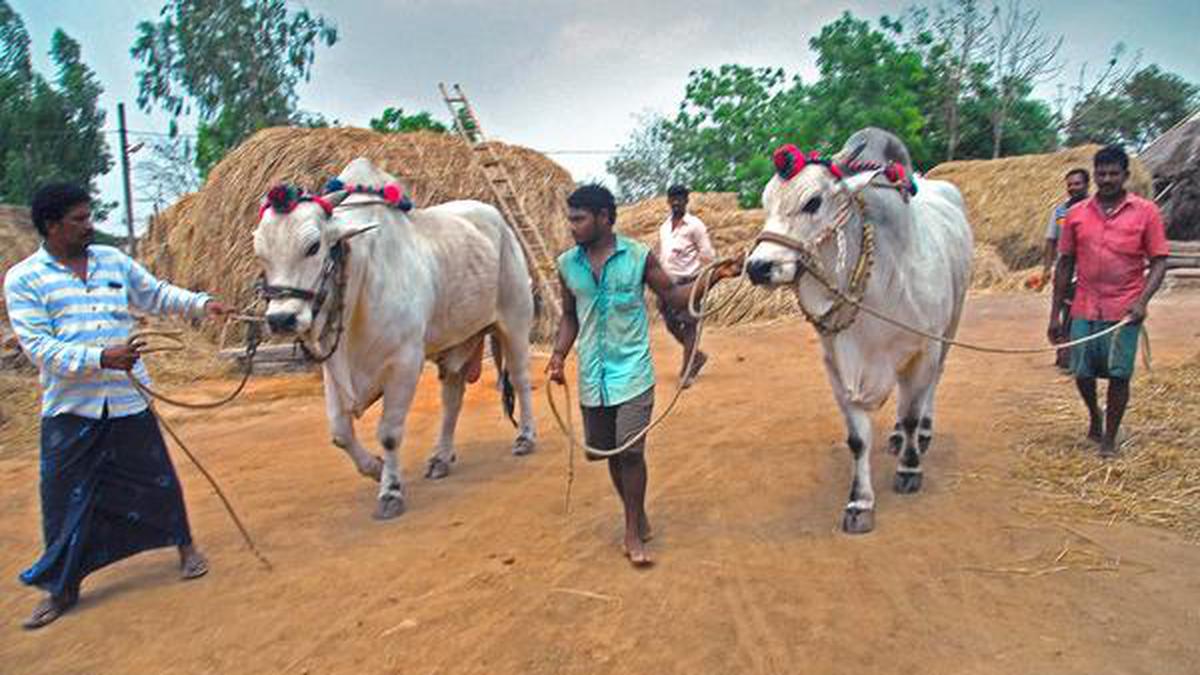 As Sankranti nears, Ongole bulls prepare to race - The Hindu