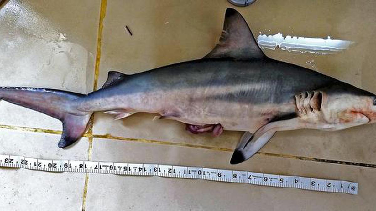 ‘Pondicherry shark’ spotted near Kakinada - The Hindu