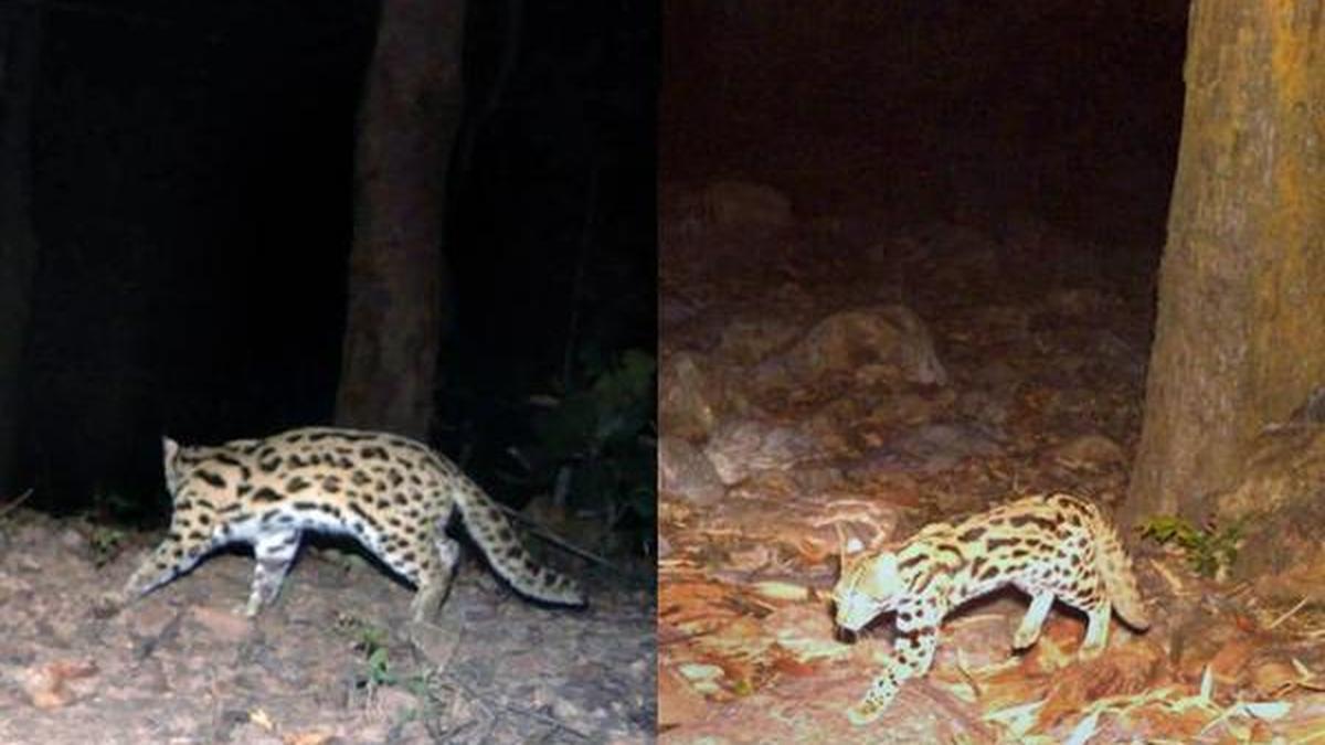 Papikonda National Park becomes home for leopard cats - The Hindu