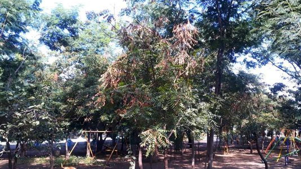 Tea mosquito bug infestsneem trees in Rayalaseema - The Hindu