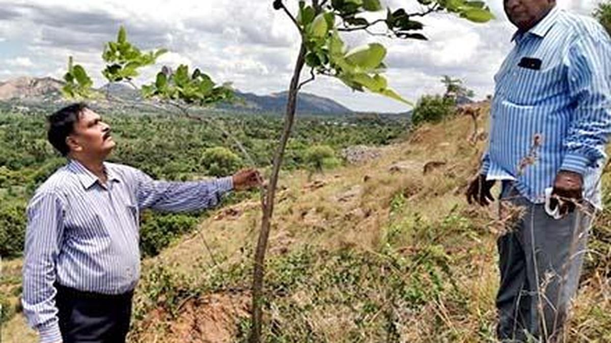 Red sanders trees to dot barren hills in Chittoor - The Hindu