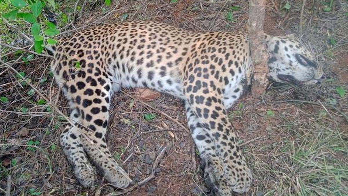 Leopard dead after caught in snare meant for wild boar - The Hindu