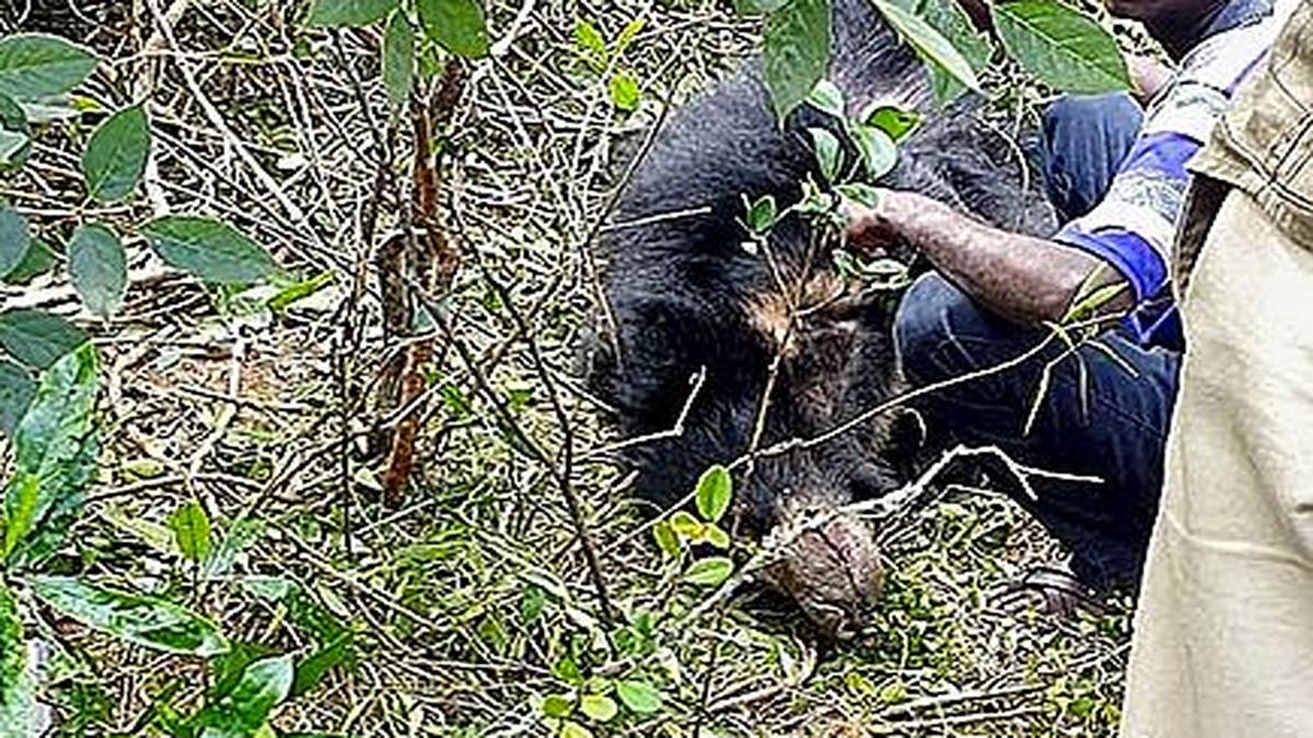 Sloth bear dies after being caught in a snare - The Hindu