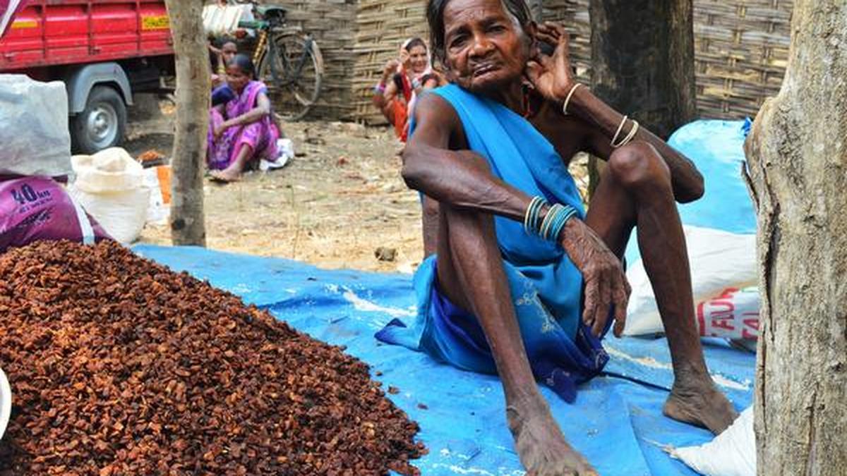 Local tribes set fire to trees to collect mahua flower - The Hindu