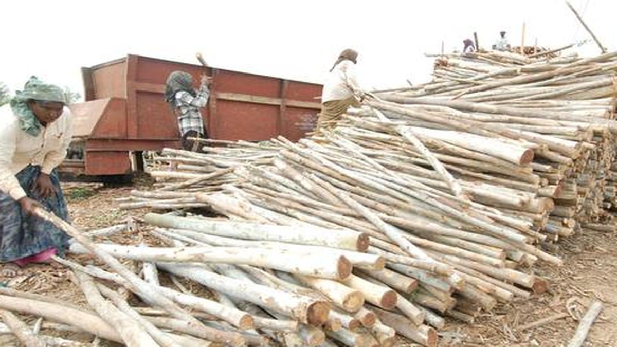 Social forestry planters look to govt. for help - The Hindu