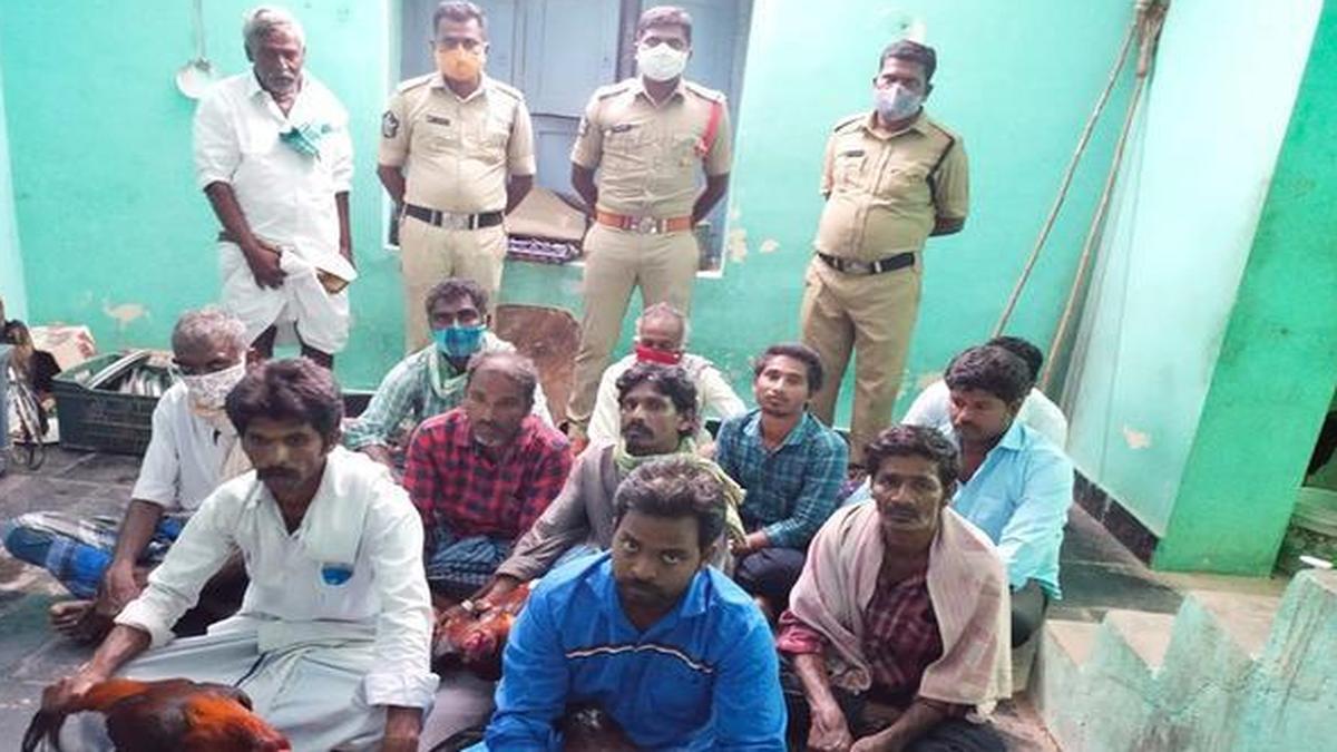 Rooster blow kills punter near Chittoor - The Hindu