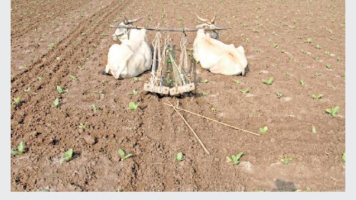 Rabi crop in 22 lakh hectares faces threat of drying up - The Hindu